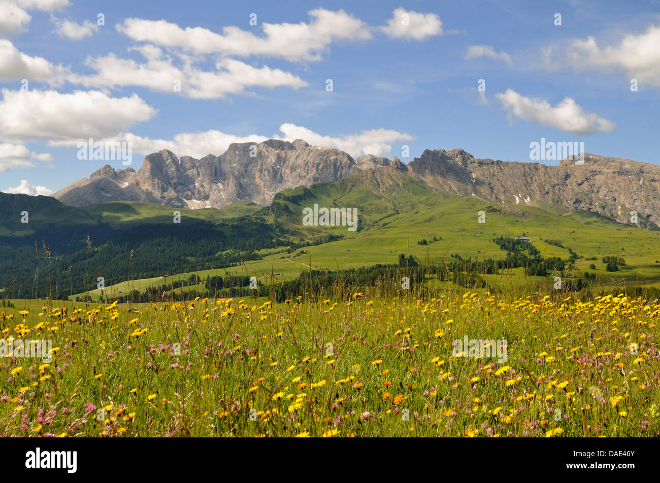 High mountain alpine flower hi-res stock photography and images - Alamy