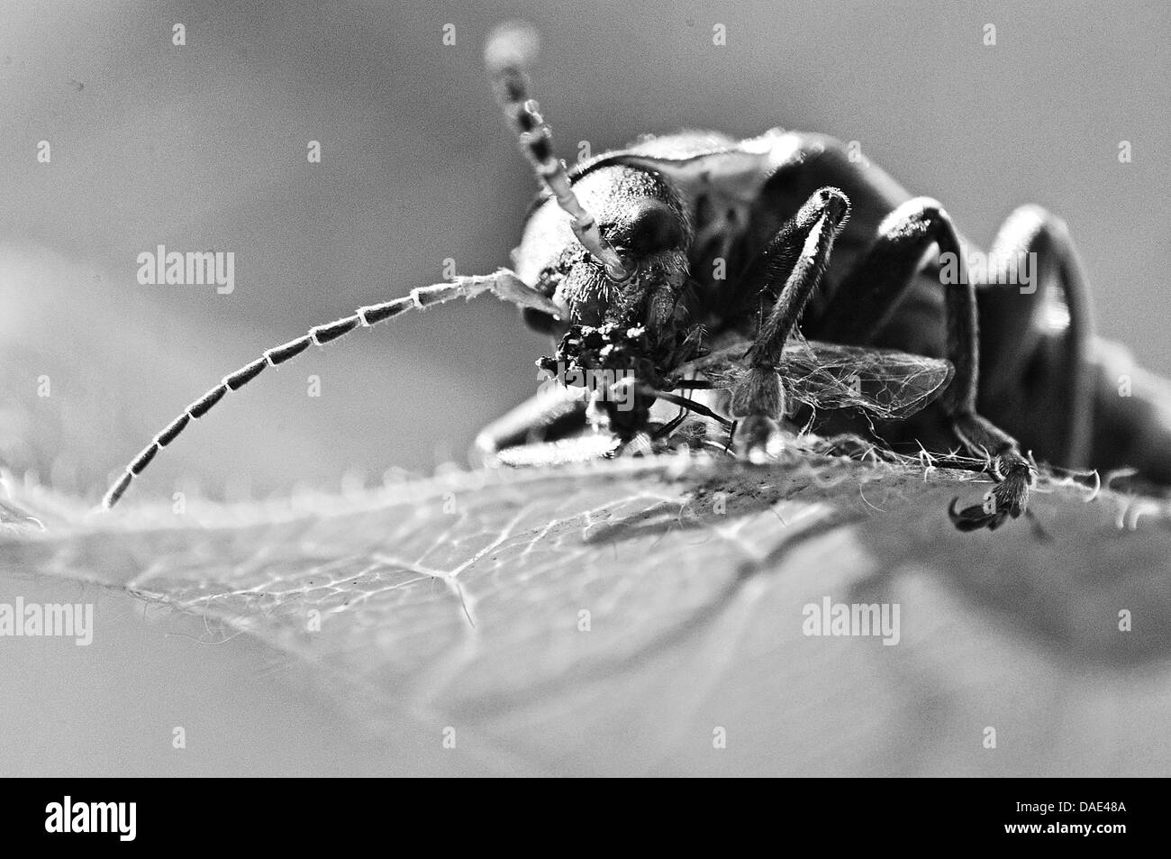 An image of macro of a bug Stock Photo - Alamy