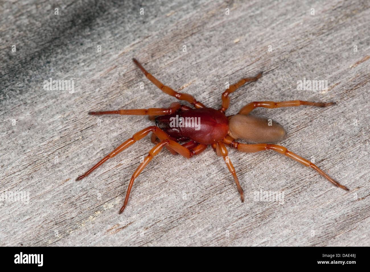 Spiders woodlouse spider dysdera crocata hi-res stock photography and ...