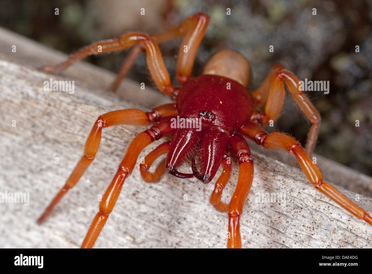 Woodlouse Spider (Dysdera crocata, Dysdera rubicunda), sitting on wood ...