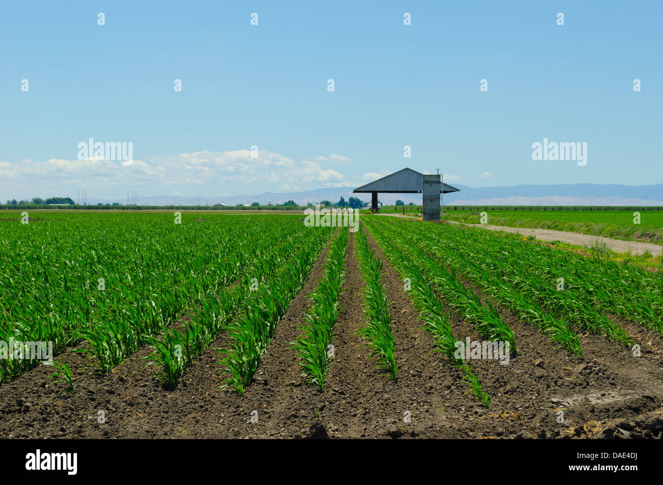 corn field, California delta west of Stockton Stock Photo - Alamy