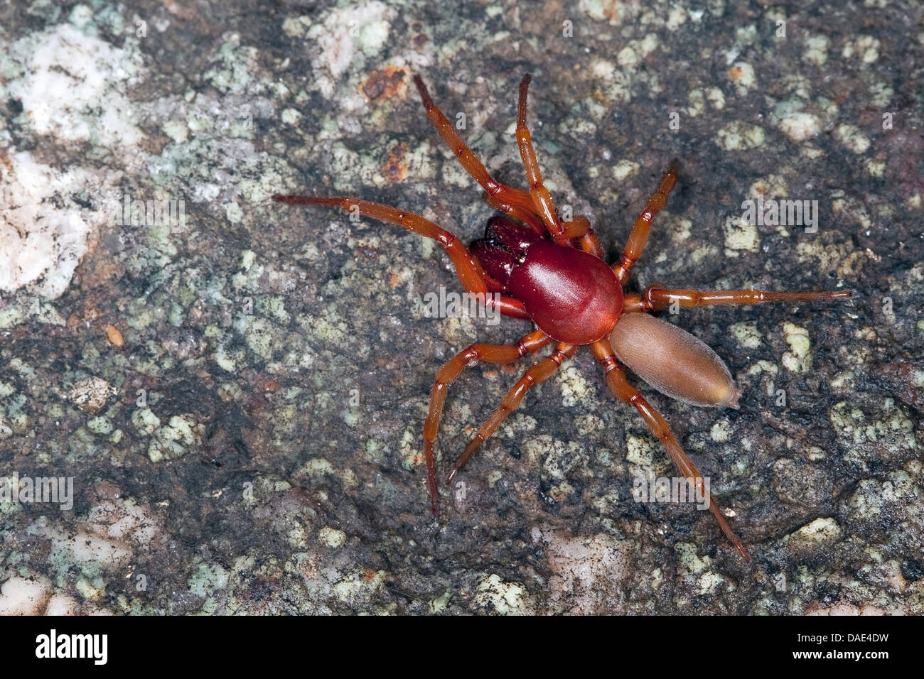 Spiders woodlouse spider dysdera crocata hi-res stock photography and ...