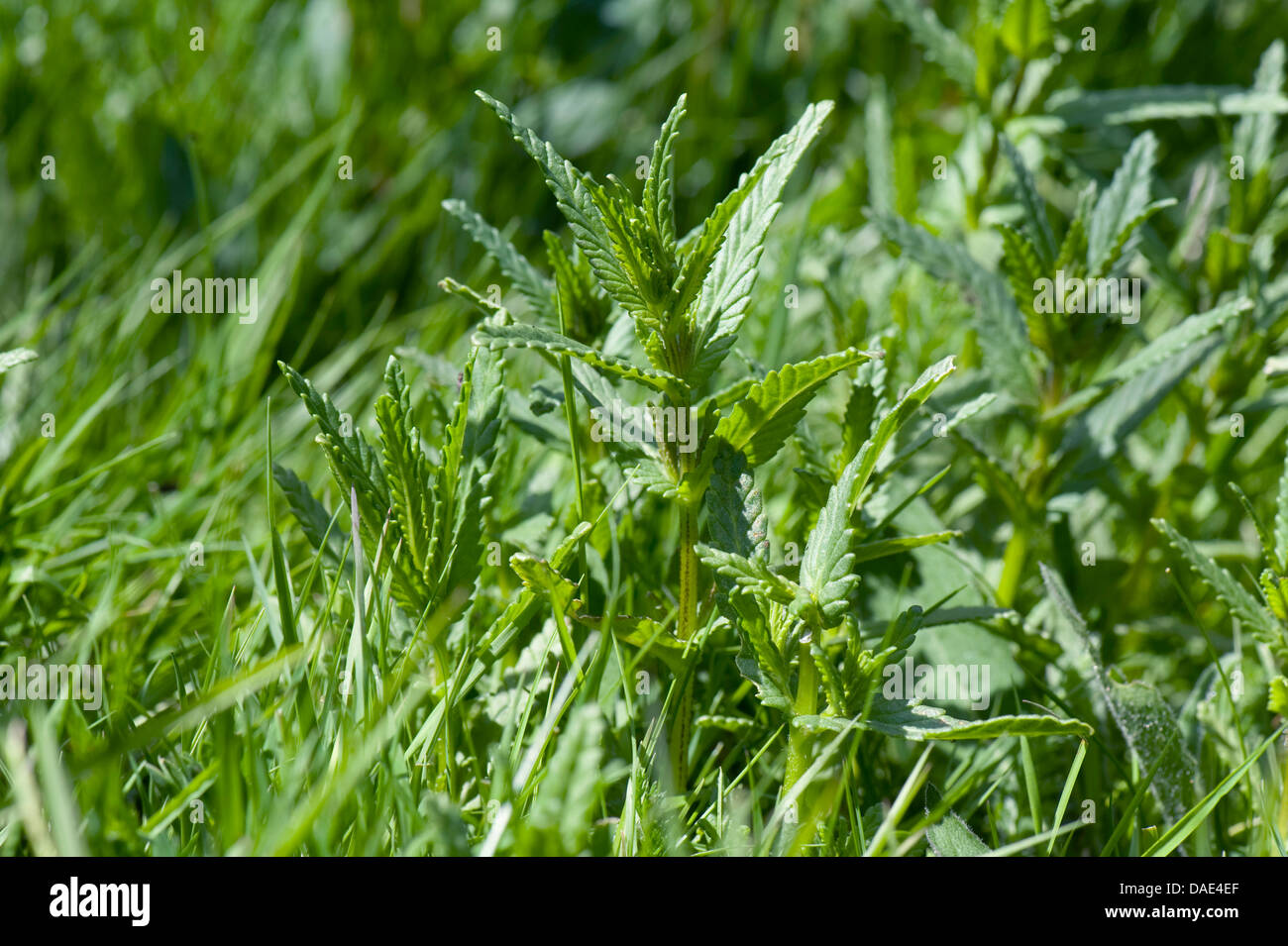 Root Parasite High Resolution Stock Photography and Images - Alamy