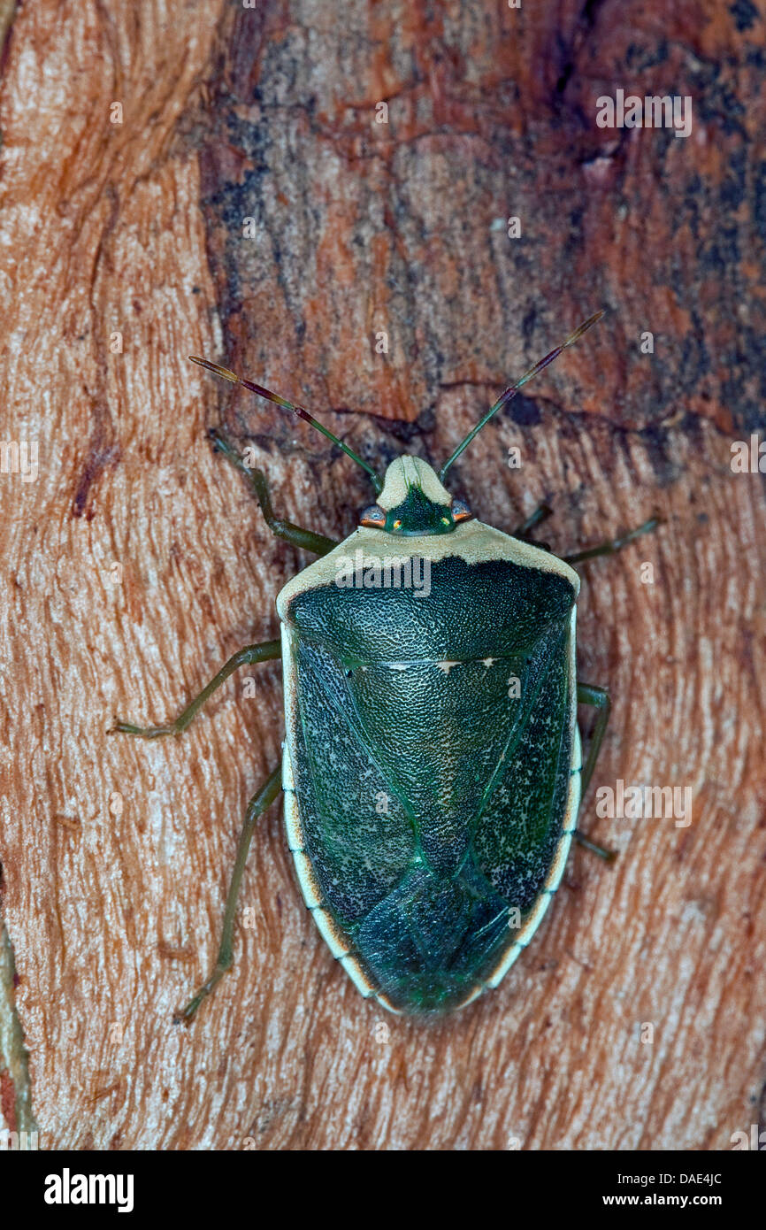 Southern green stink bug, Green vegetable bug, Southern Green Shieldbug ...