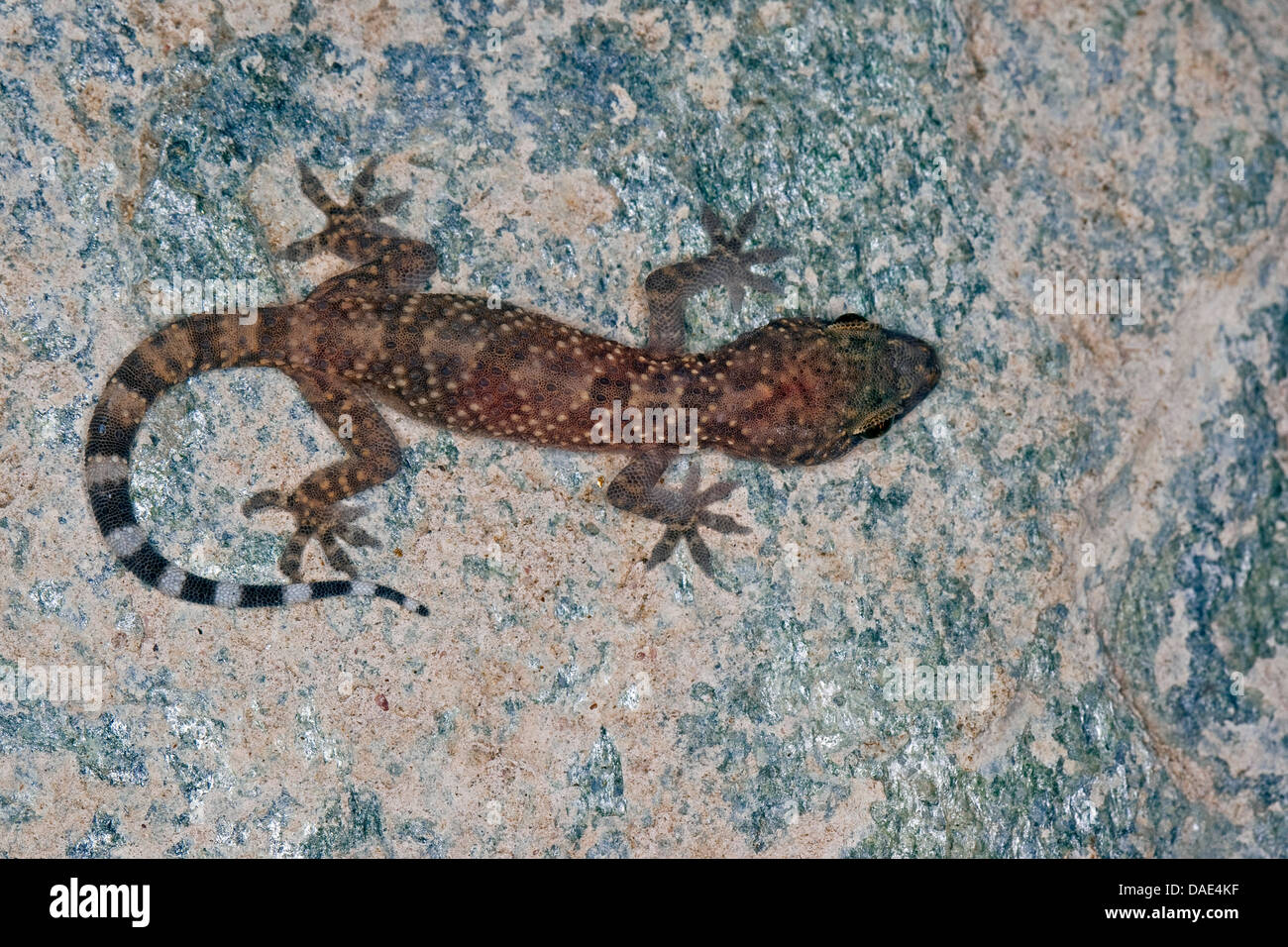 Turkish gecko, Mediterranean gecko (Hemidactylus turcicus), sitting at ...