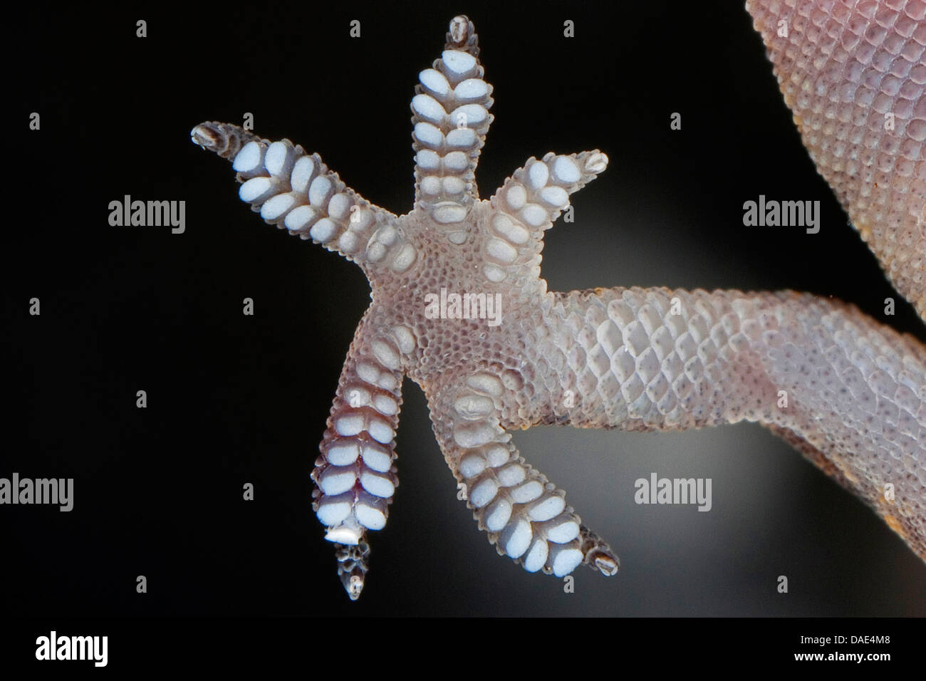 Underside of gecko hi-res stock photography and images - Alamy