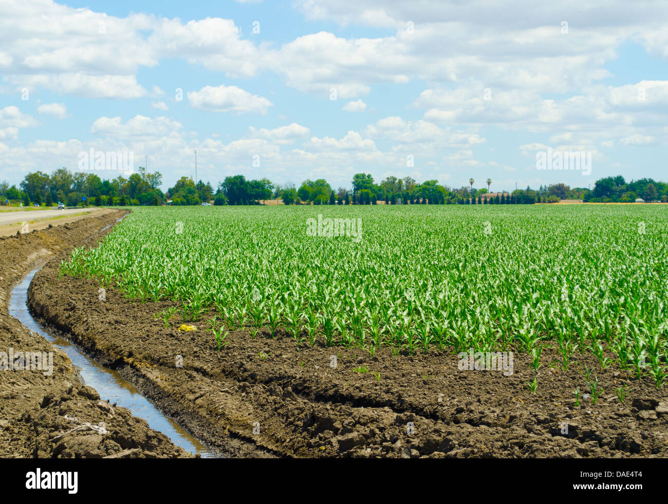 corn field, California delta west of Stockton Stock Photo - Alamy