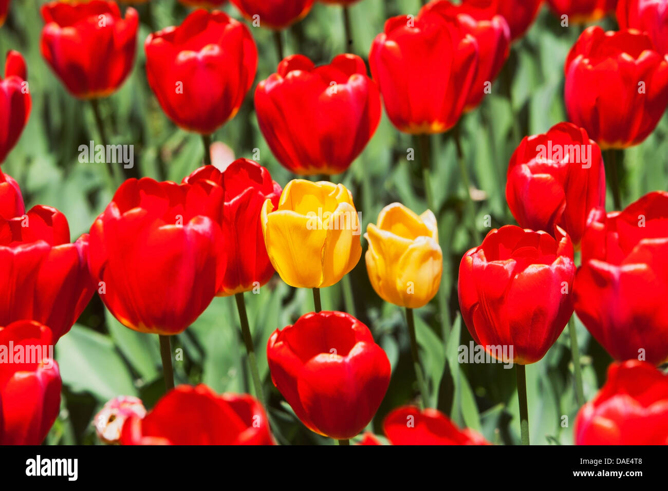 Two yellow tulips amongst red tulips Stock Photo - Alamy