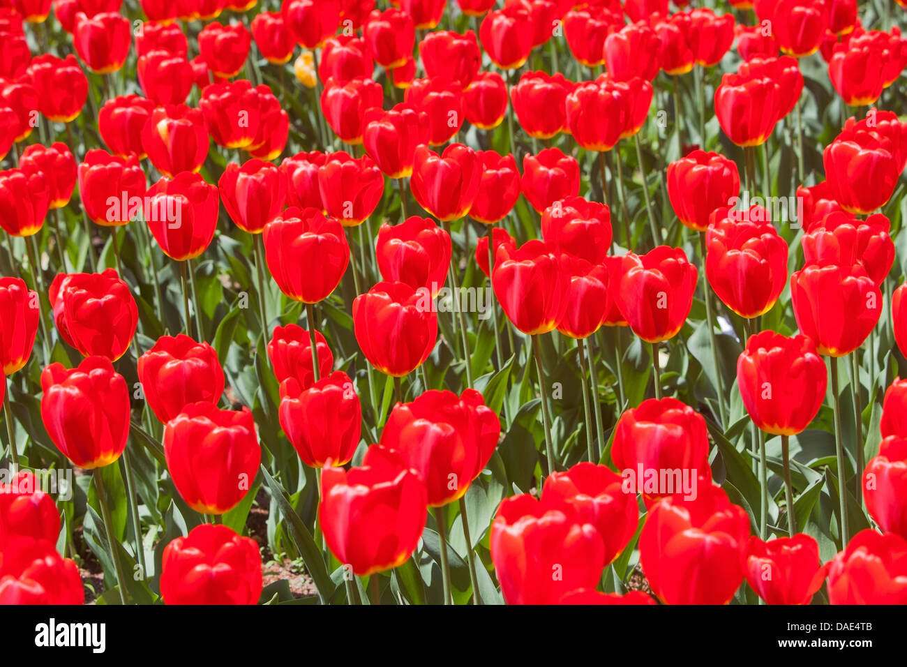 Full frame tulips hi-res stock photography and images - Alamy