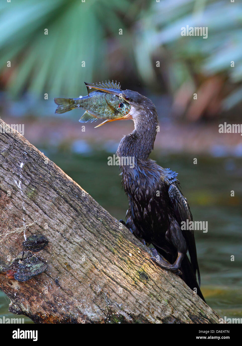 American darter (Anhinga anhinga), gulping a fish, USA, Florida Stock ...