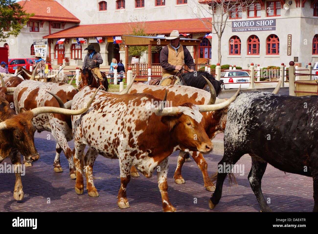 Fort Worth, Texas cattle drive Stock Photo - Alamy