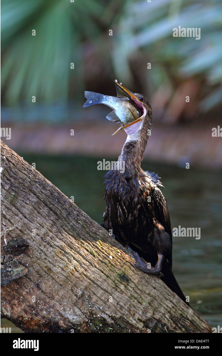 American darter (Anhinga anhinga), gulping a fish, USA, Florida Stock ...