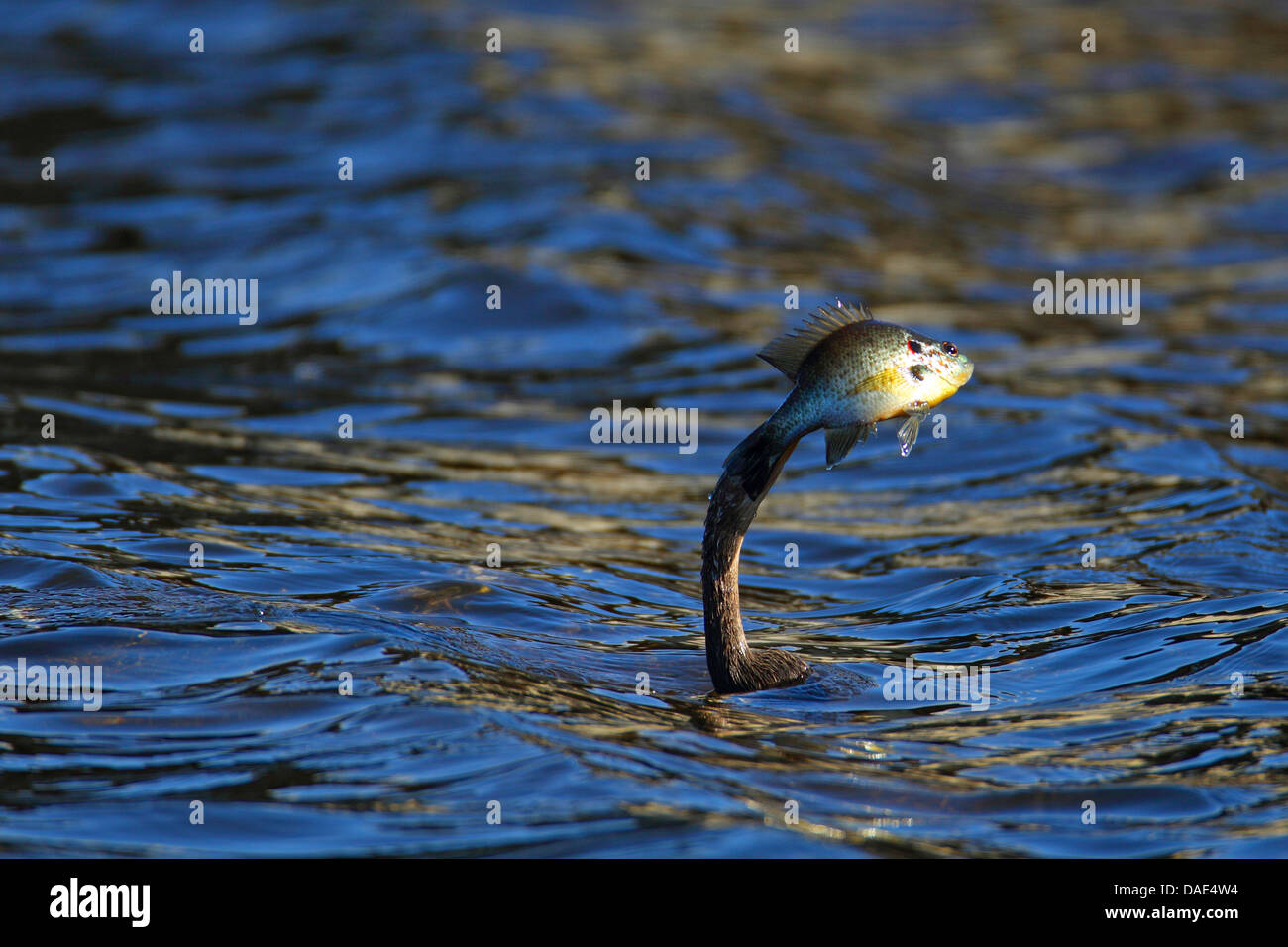 American darter (Anhinga anhinga), swimming, spiking a fish with the ...