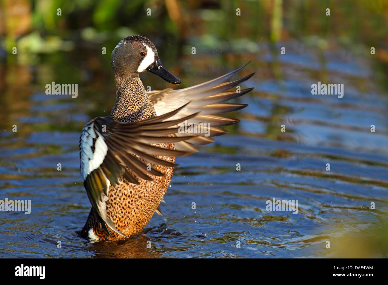 blue-winged teal (Anas discors), drake beating the wings on the water ...