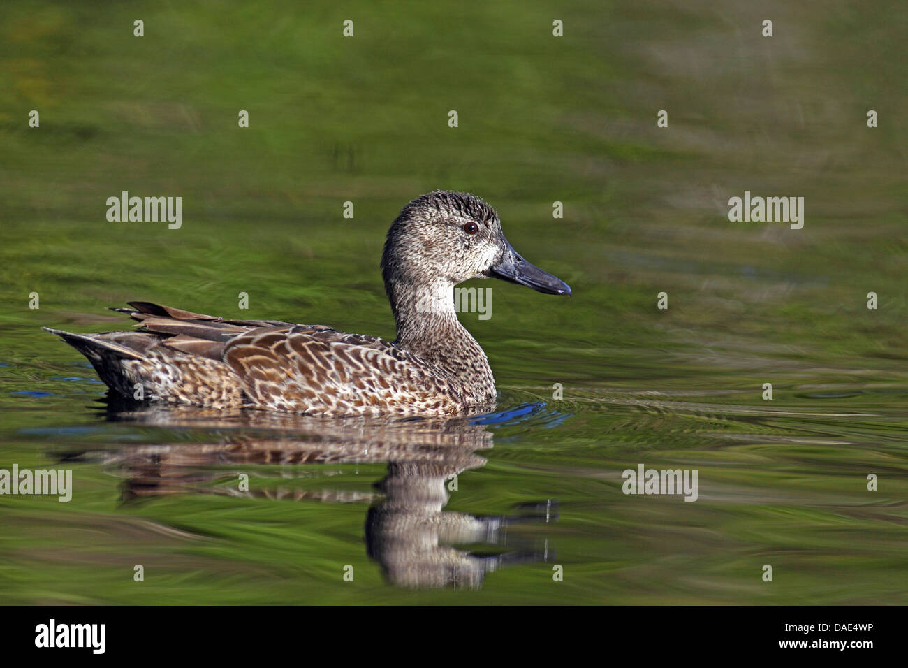 blue-winged teal (Anas discors), swimming female, USA, Florida ...
