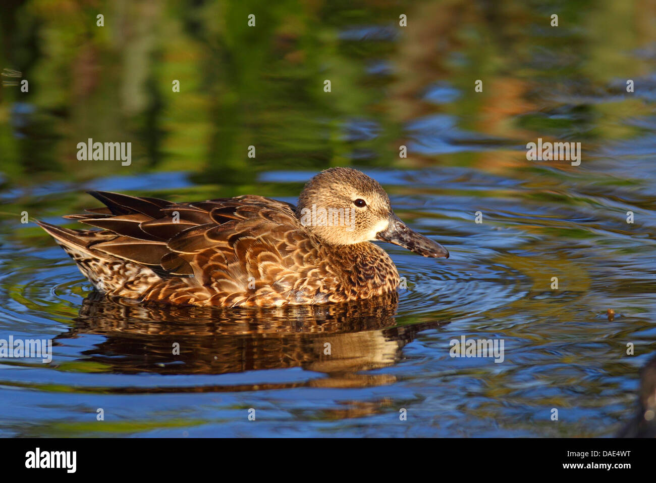 blue-winged teal (Anas discors), swimming female, USA, Florida ...