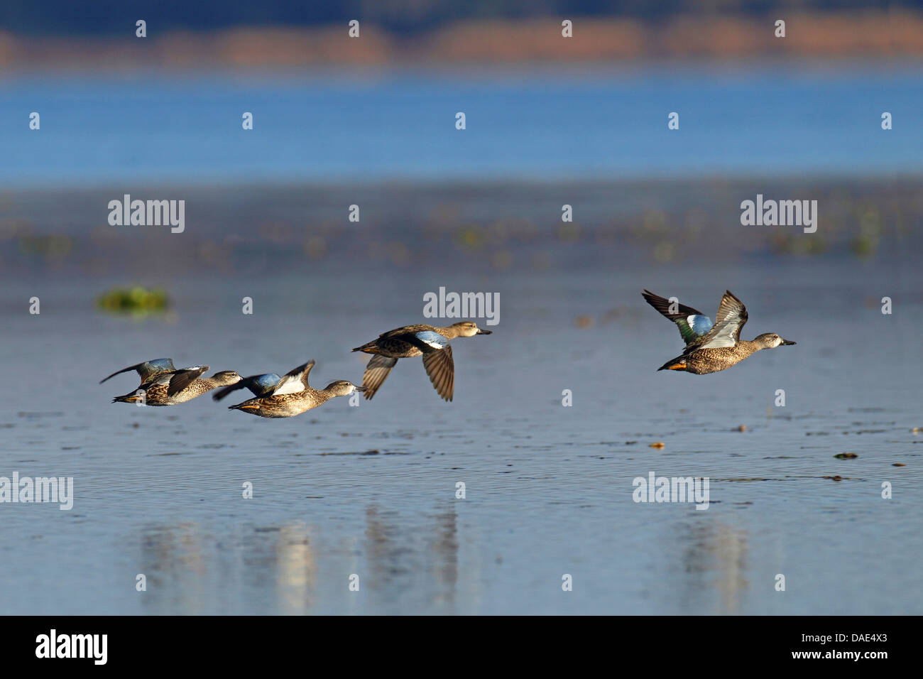 blue-winged teal (Anas discors), flying flock, USA, Florida Stock Photo ...