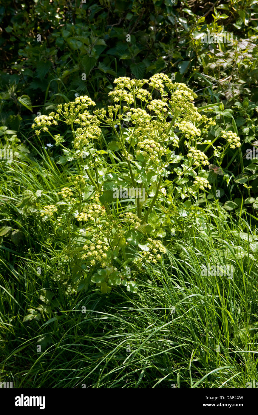 Alexanders, Smyrnium olusatrum, flowering plant on a Devon cliffside ...