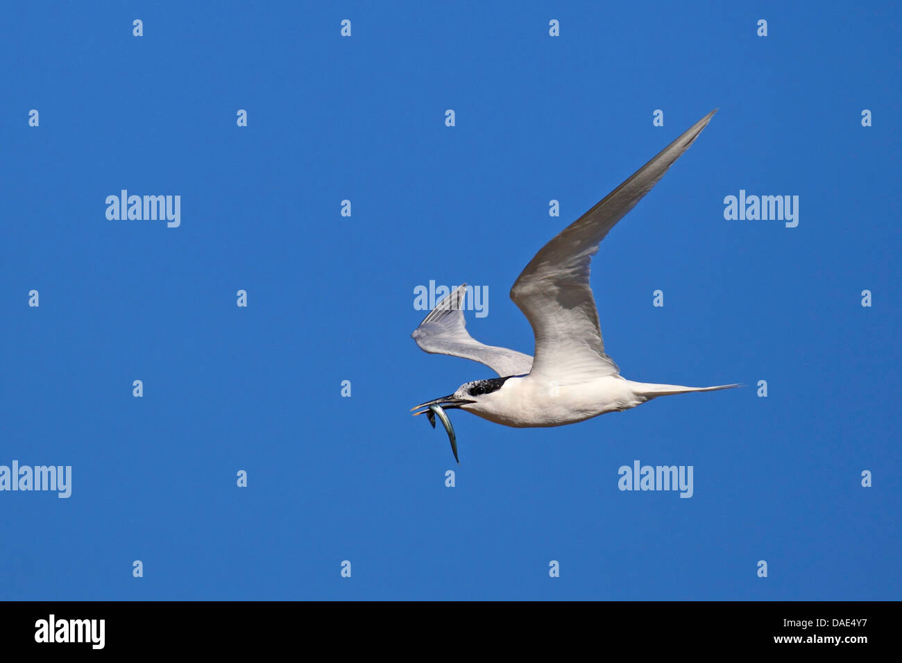 sandwich tern (Sterna sandvicensis, Thalasseus sandvicensis), flying ...