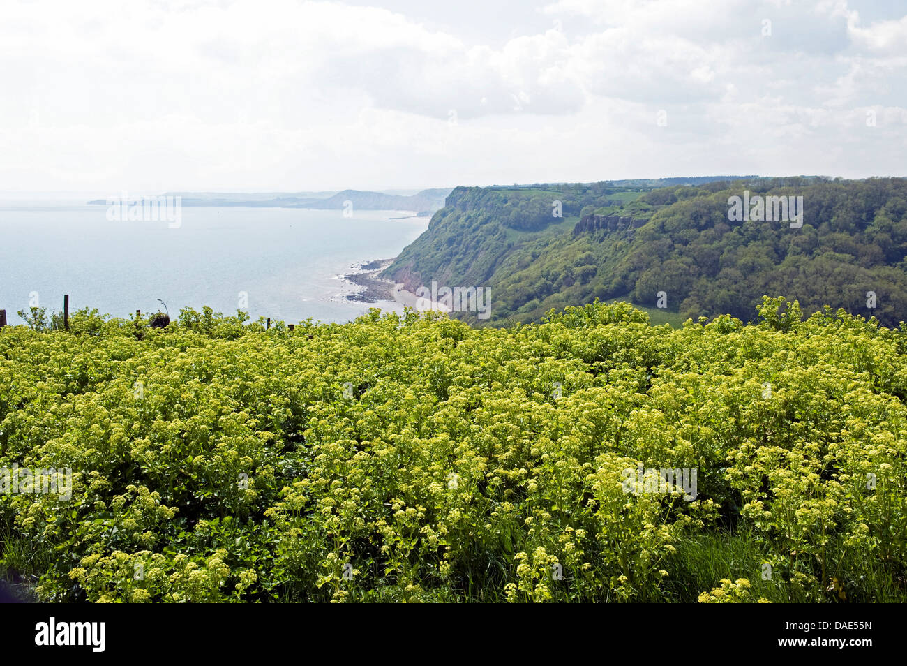 Alexanders, Smyrnium olusatrum, flowering plants on a Devon cliffside ...
