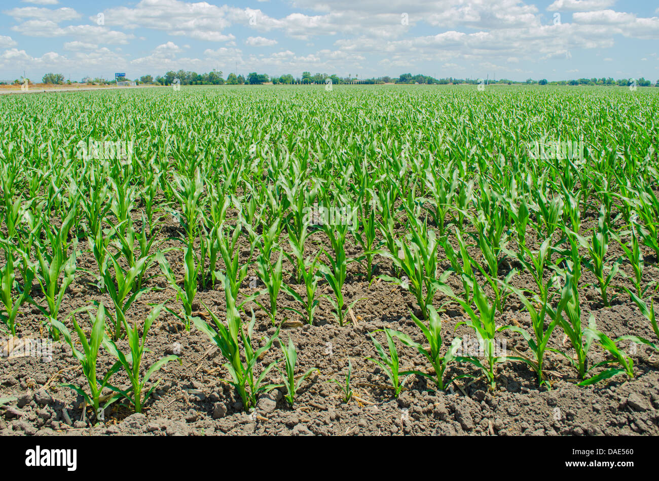 corn field, California delta west of Stockton Stock Photo - Alamy