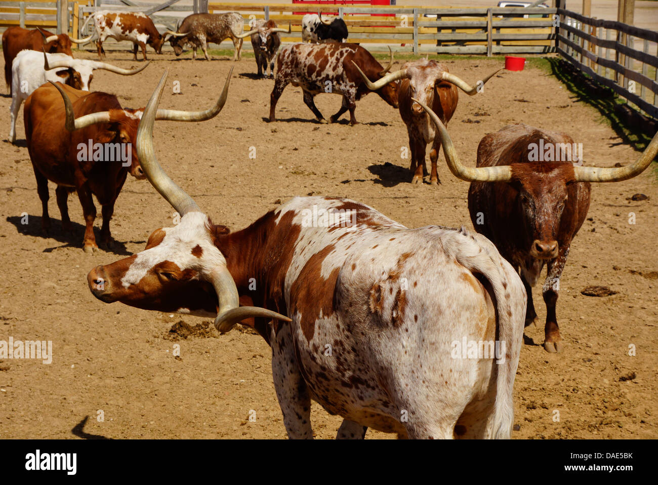 Texas longhorn cattle Stock Photo - Alamy