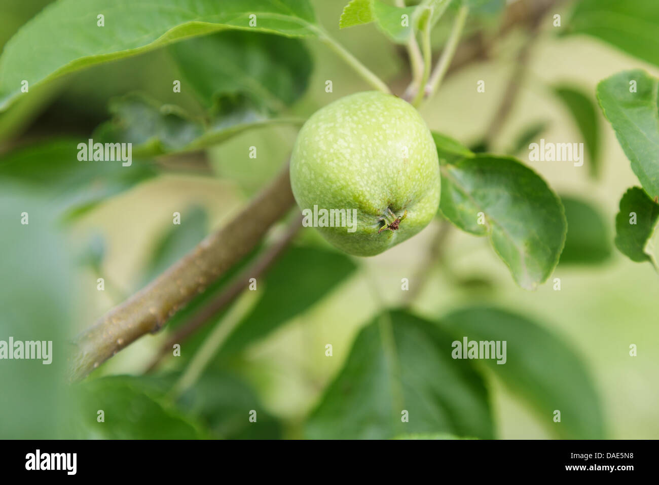 pear growing on the tree, close up photo Stock Photo - Alamy