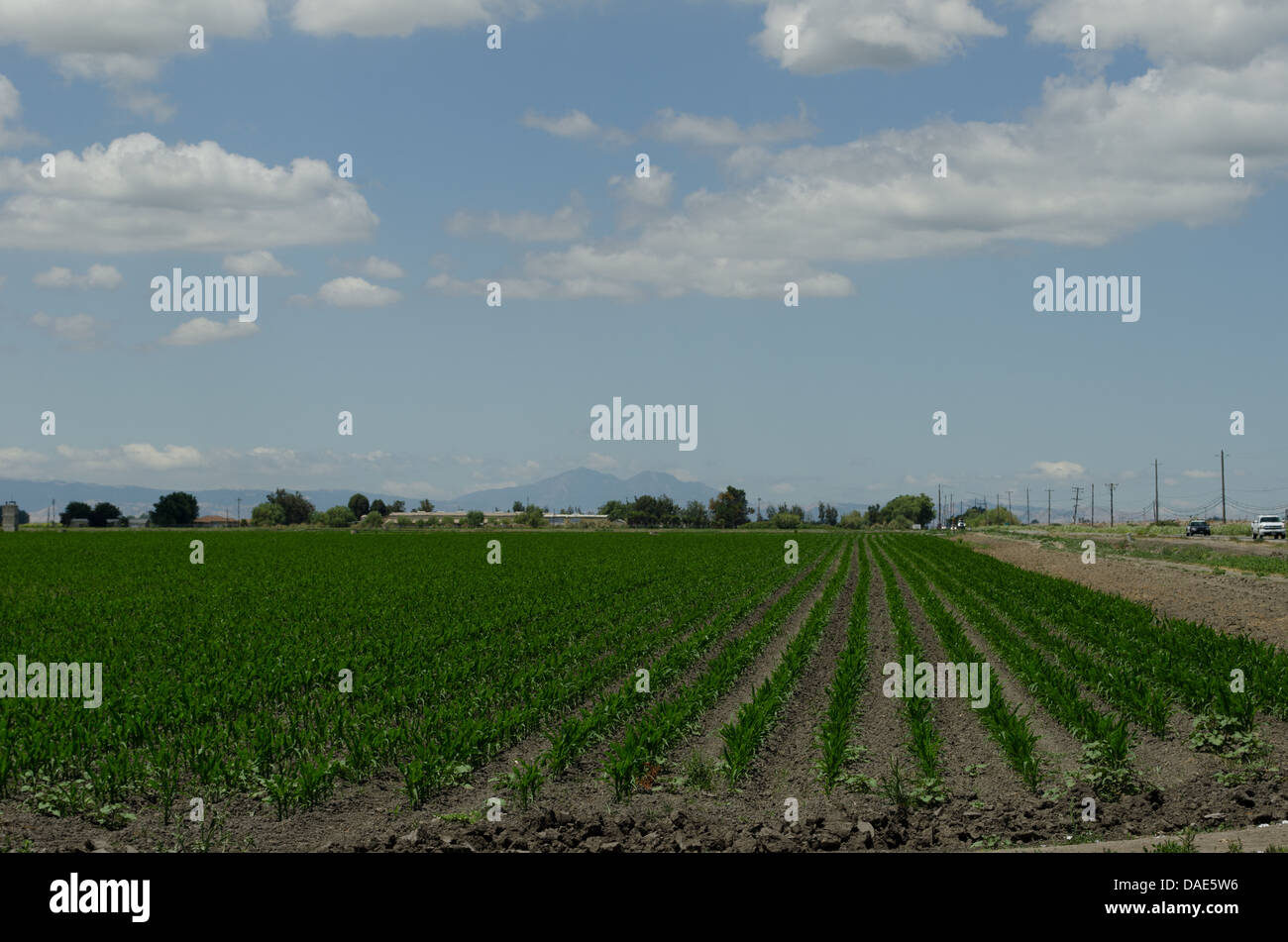 corn field, California delta west of Stockton Stock Photo - Alamy