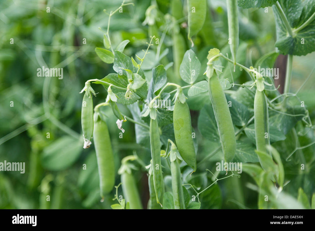 young peas growing in the garden, natural vegetables Stock Photo - Alamy