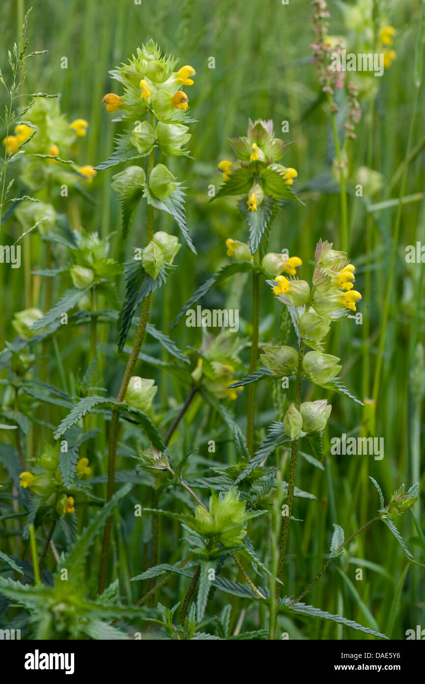 Yellow rattle plants, Rhinanthus minor, flowering in grassland Stock ...