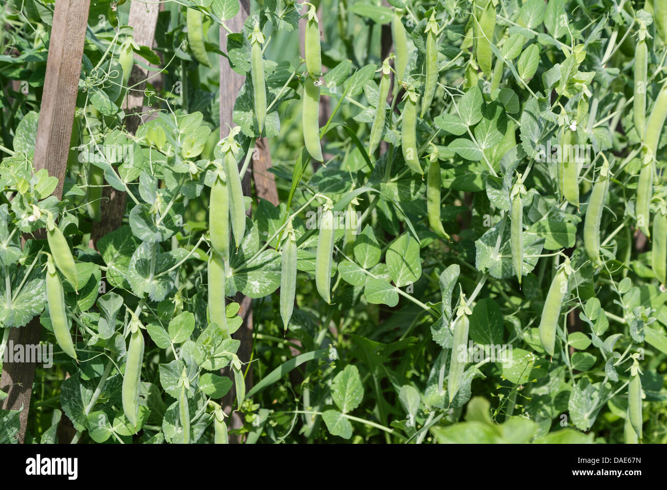 young peas growing in the garden, natural vegetables Stock Photo - Alamy
