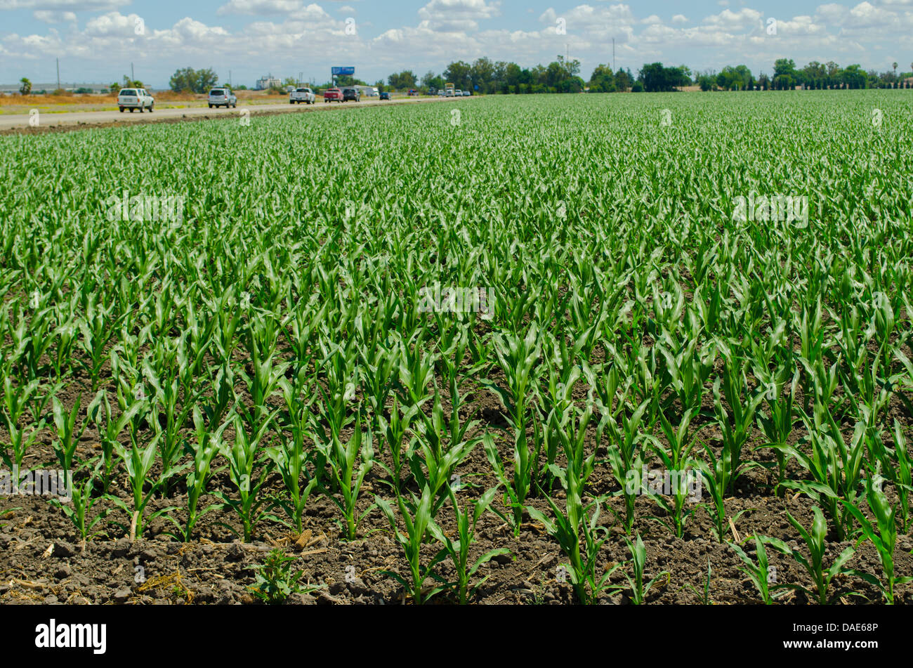 corn field, California delta west of Stockton Stock Photo - Alamy