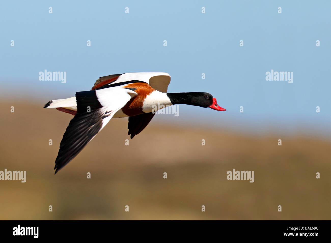 Common shelducks in flight nature hi-res stock photography and images ...