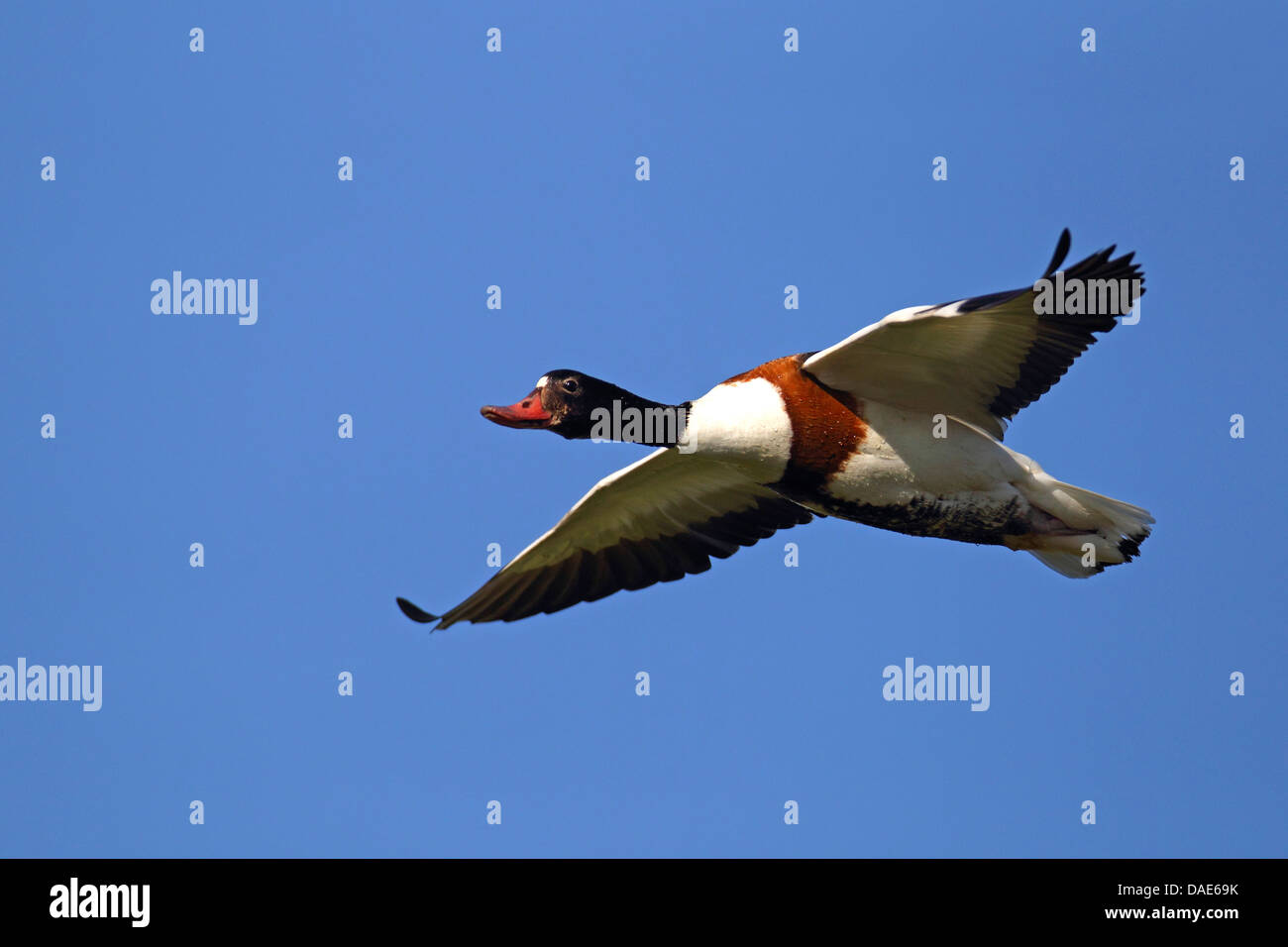 Common shelducks in flight nature hi-res stock photography and images ...