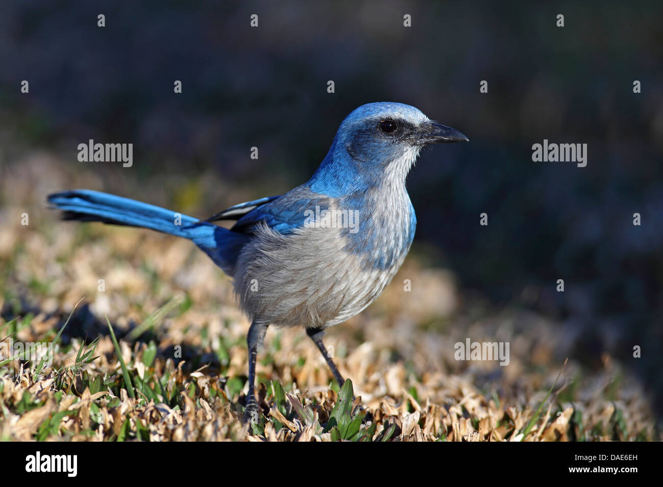 Scrub Jay Food