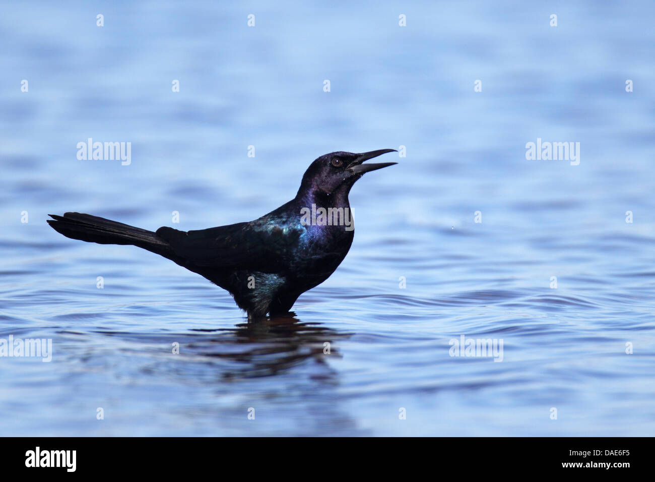 boat-tailed grackle (Quiscalus major), looking for food in shallow ...