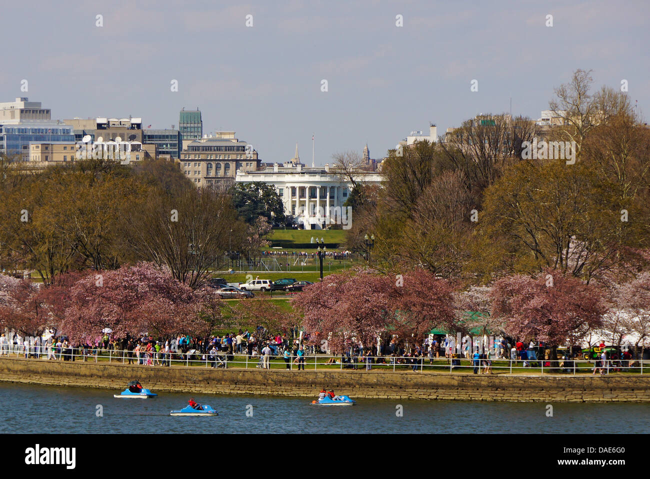 Dc cherry blossom hi-res stock photography and images - Alamy