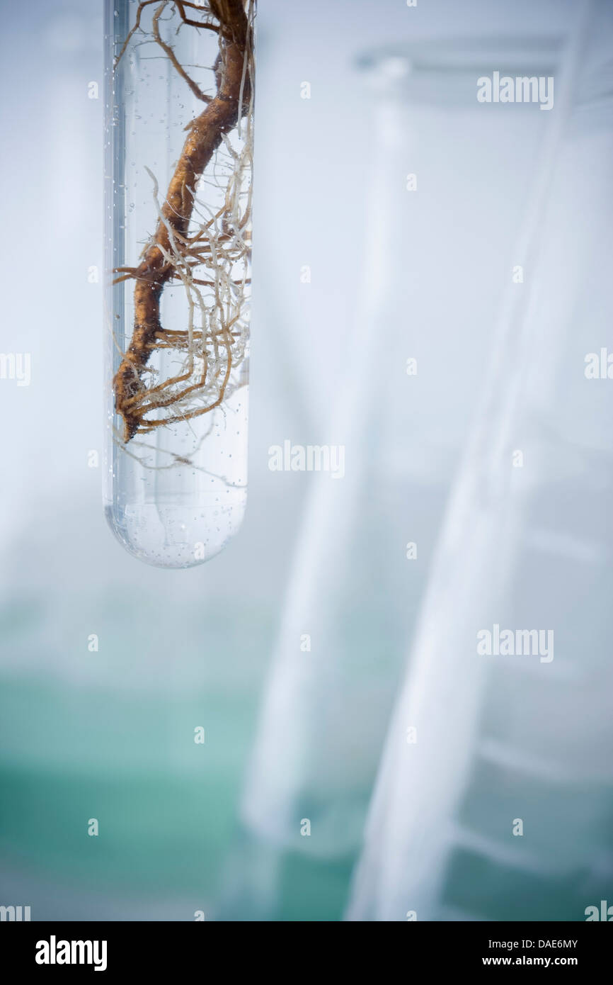 Measuring plant roots hi-res stock photography and images - Alamy
