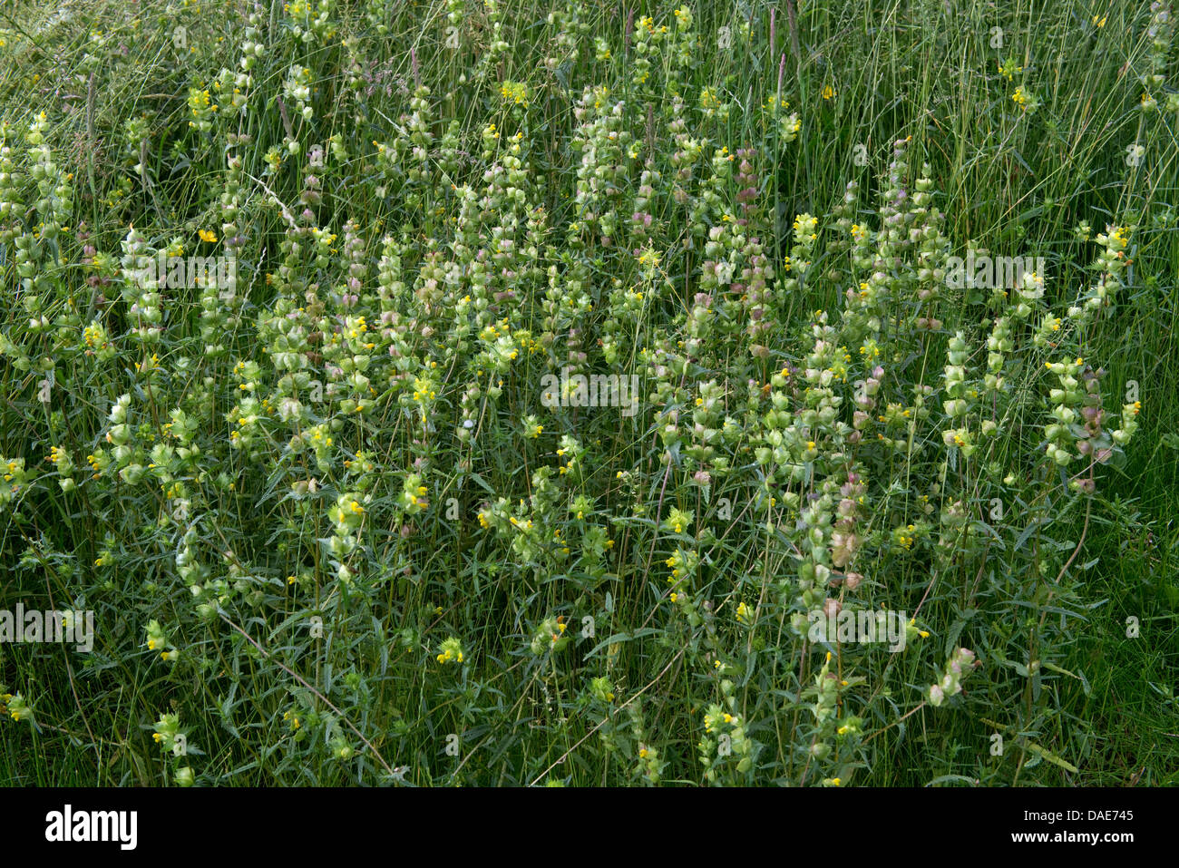 Root Parasite High Resolution Stock Photography and Images - Alamy
