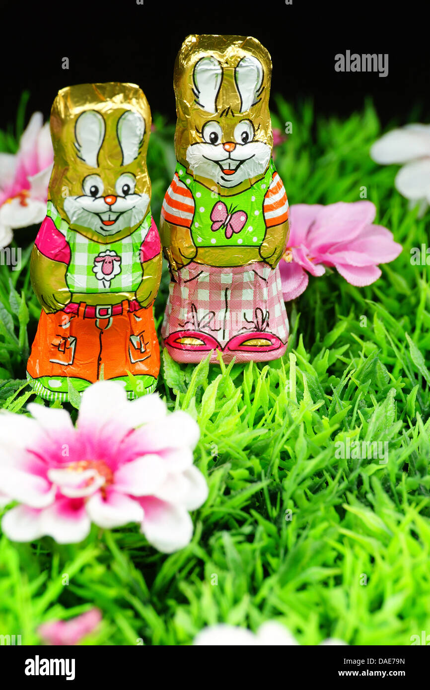 Black bunnies hi-res stock photography and images - Alamy