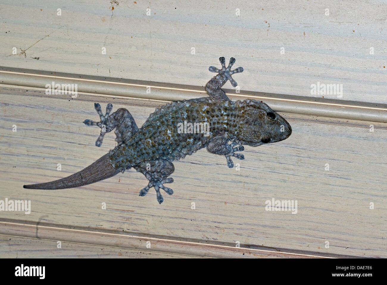 Common wall gecko, Moorish gecko, Moorish Wall Gecko, Salamanquesa ...