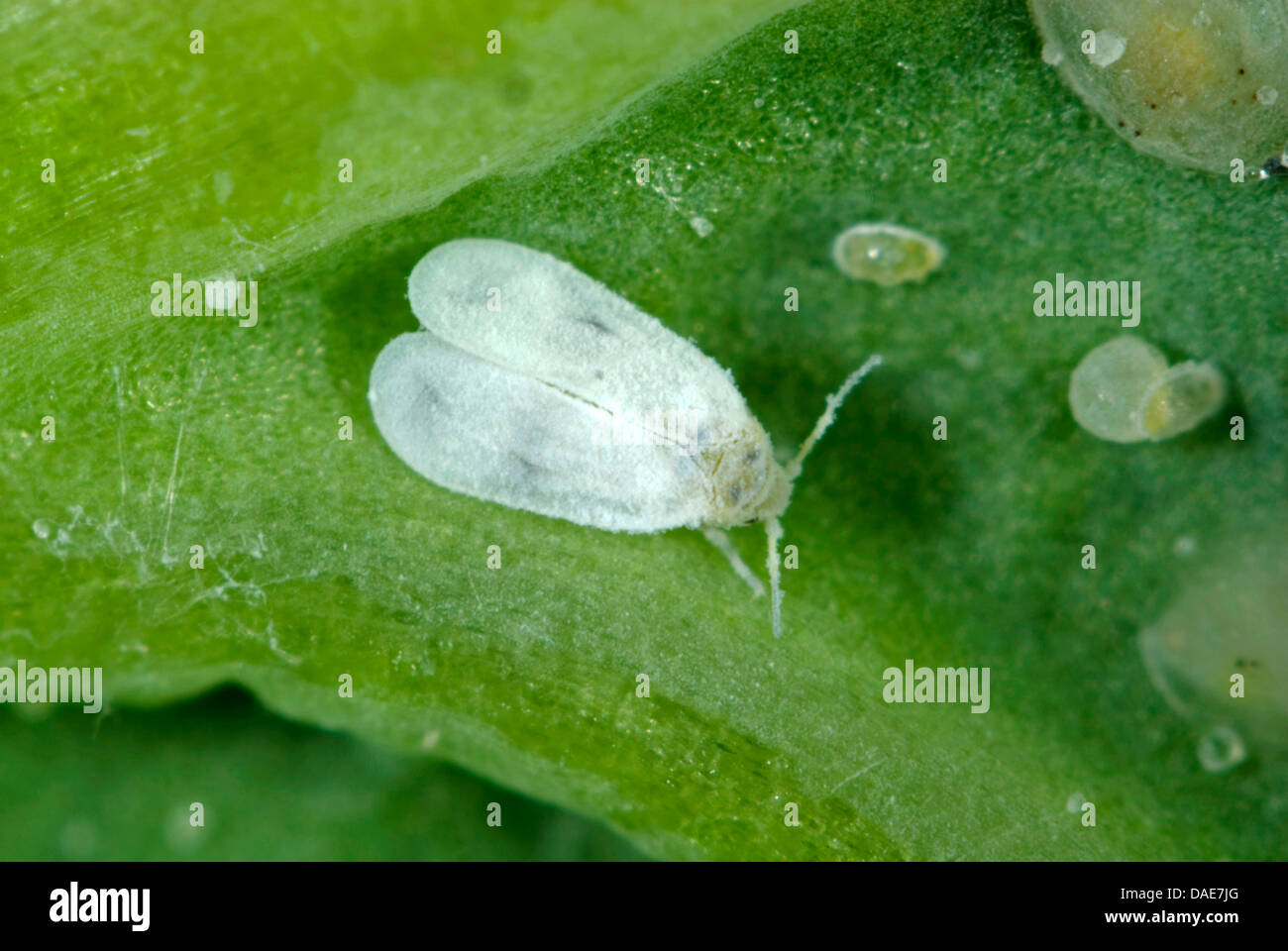 Adult cabbage whitefly, Aleyrodes proletella, with larval scales and ...