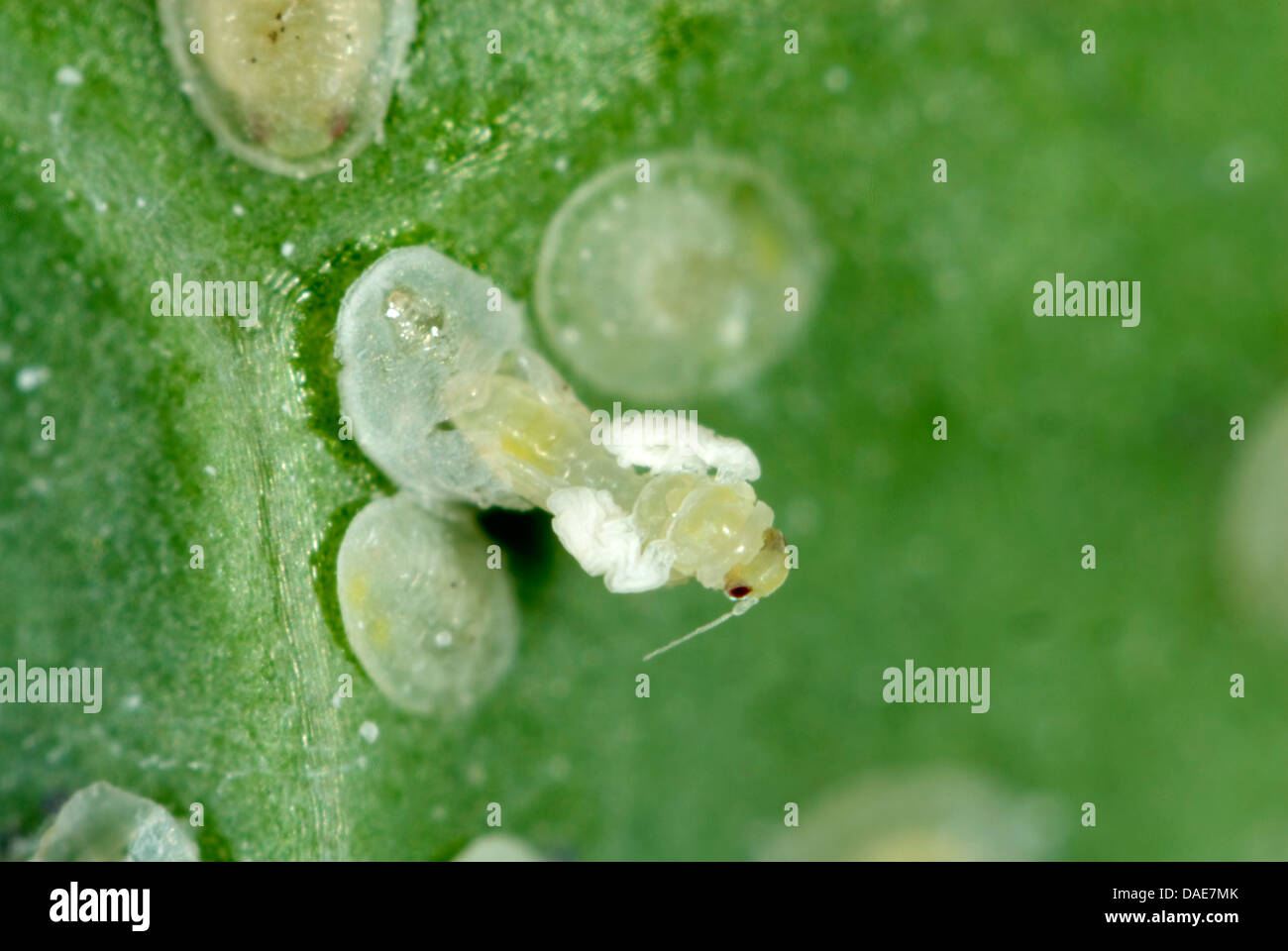 Cabbage whitefly, Aleyrodes proletella, adult emerging from a pupa ...