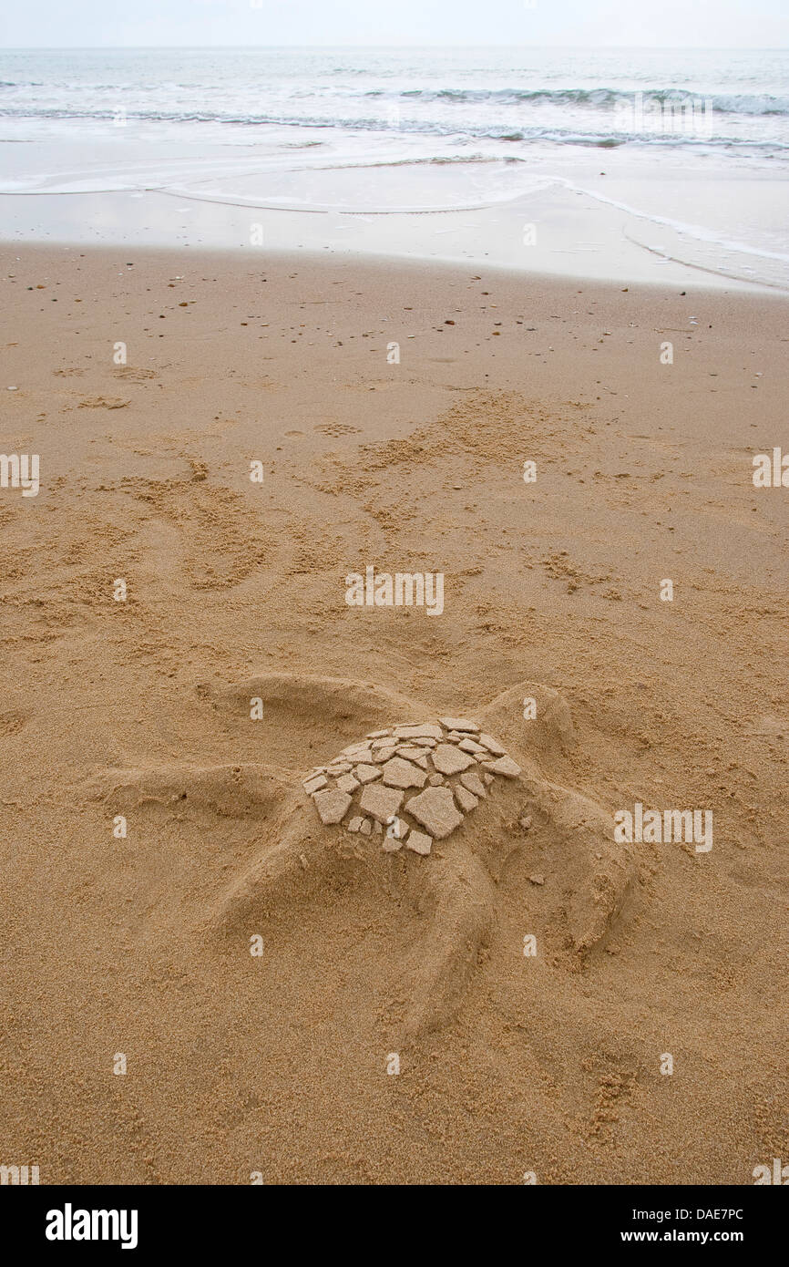 Turtle On Its Back High Resolution Stock Photography and Images - Alamy