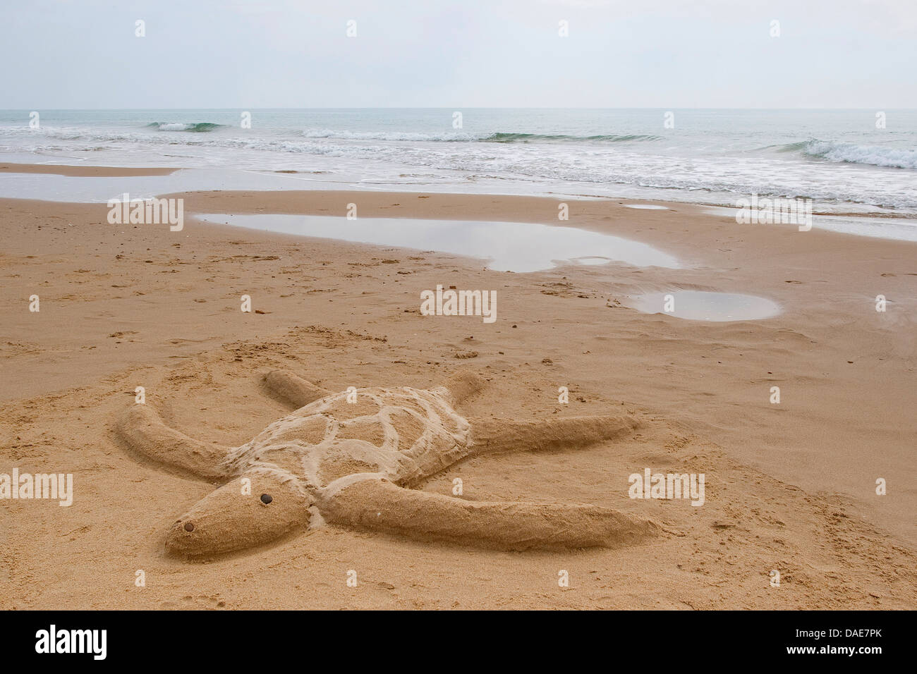 sea turtle coming to shore for egg deposition formed at the beach in ...