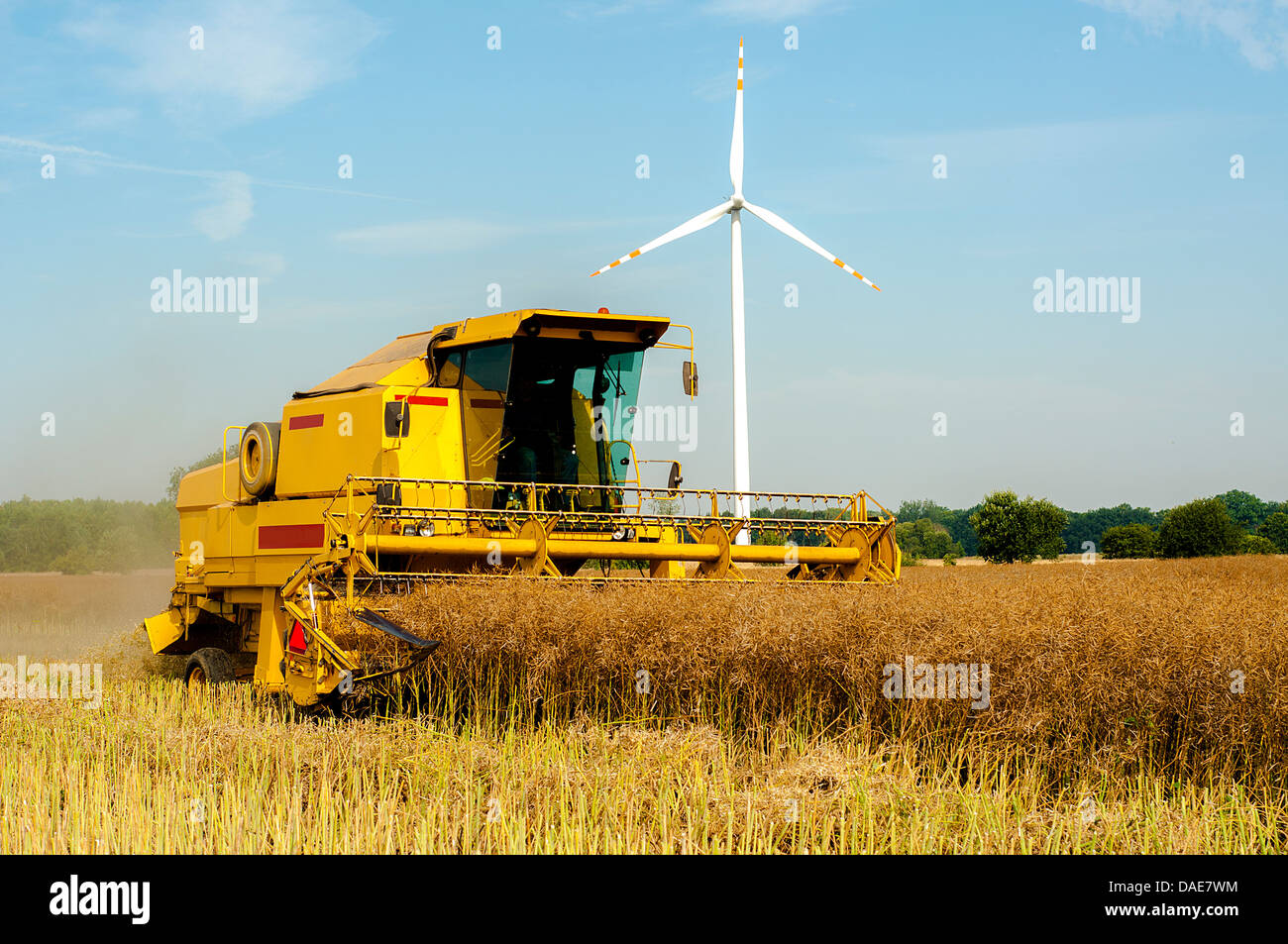 An image of combine harvesting rape Stock Photo - Alamy