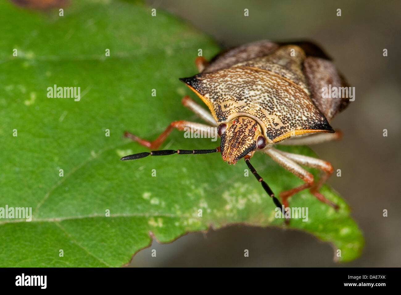 Shield Bug Stock Photos & Shield Bug Stock Images - Alamy