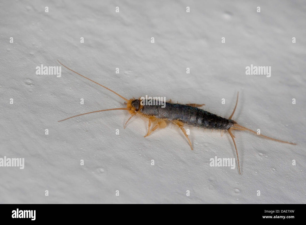 Silverfish close up hi-res stock photography and images - Alamy