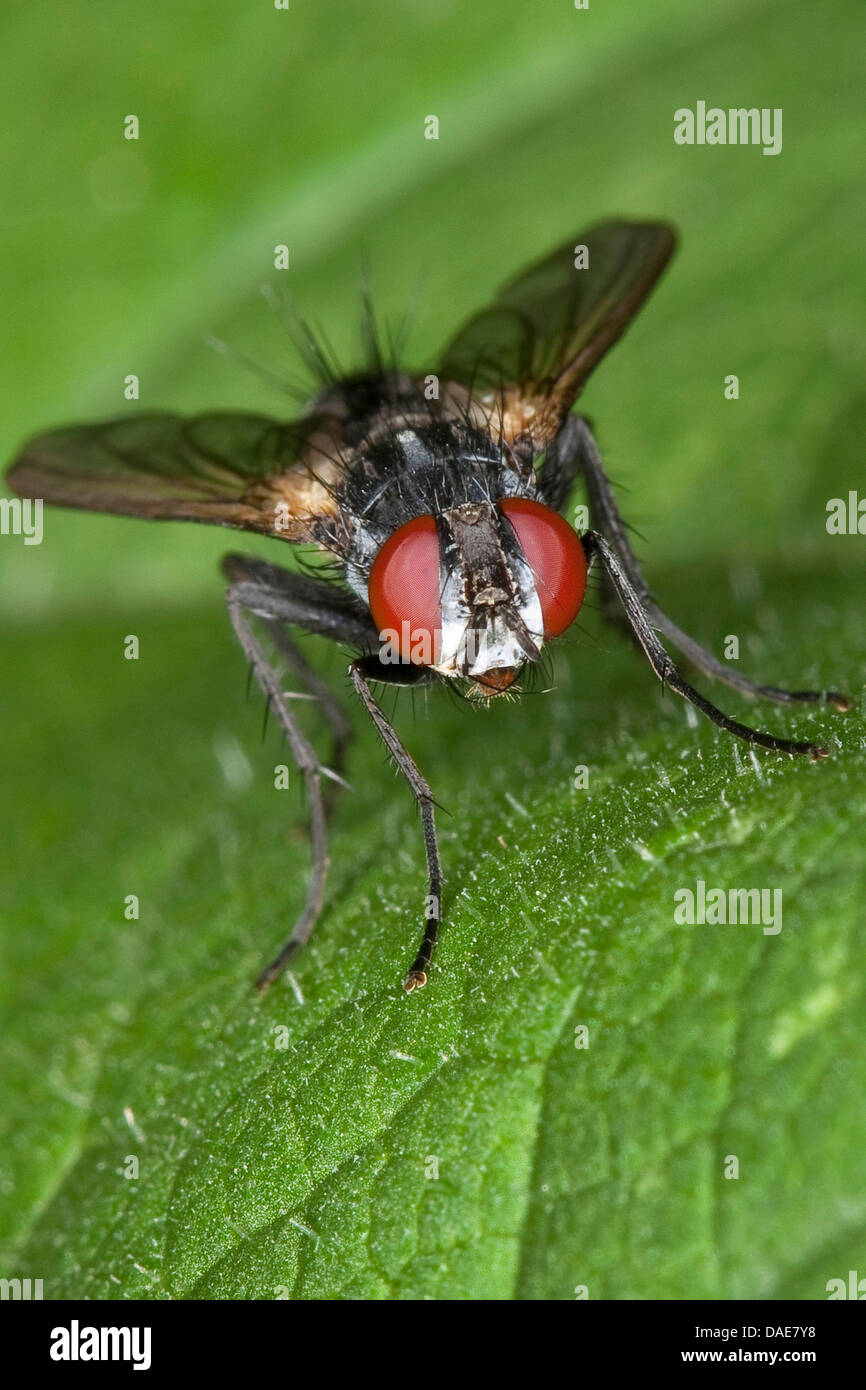 Tachinid flies hi-res stock photography and images - Alamy
