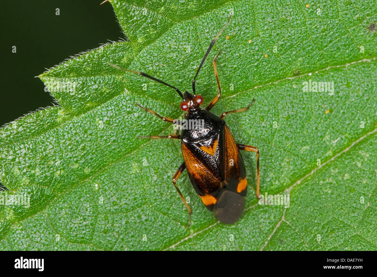 Capsid bugs hi-res stock photography and images - Alamy